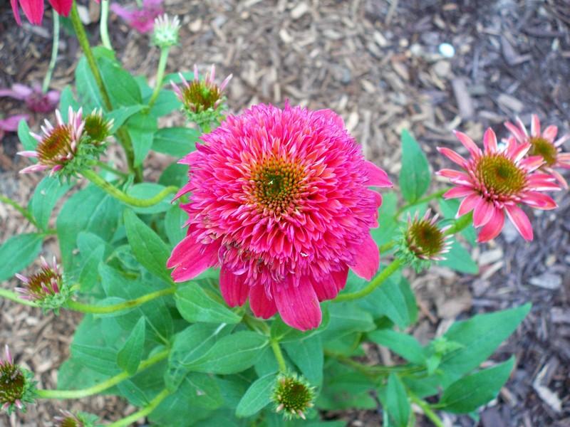 Coneflower (Echinacea Double Scoop™ Raspberry) in the Coneflowers ...