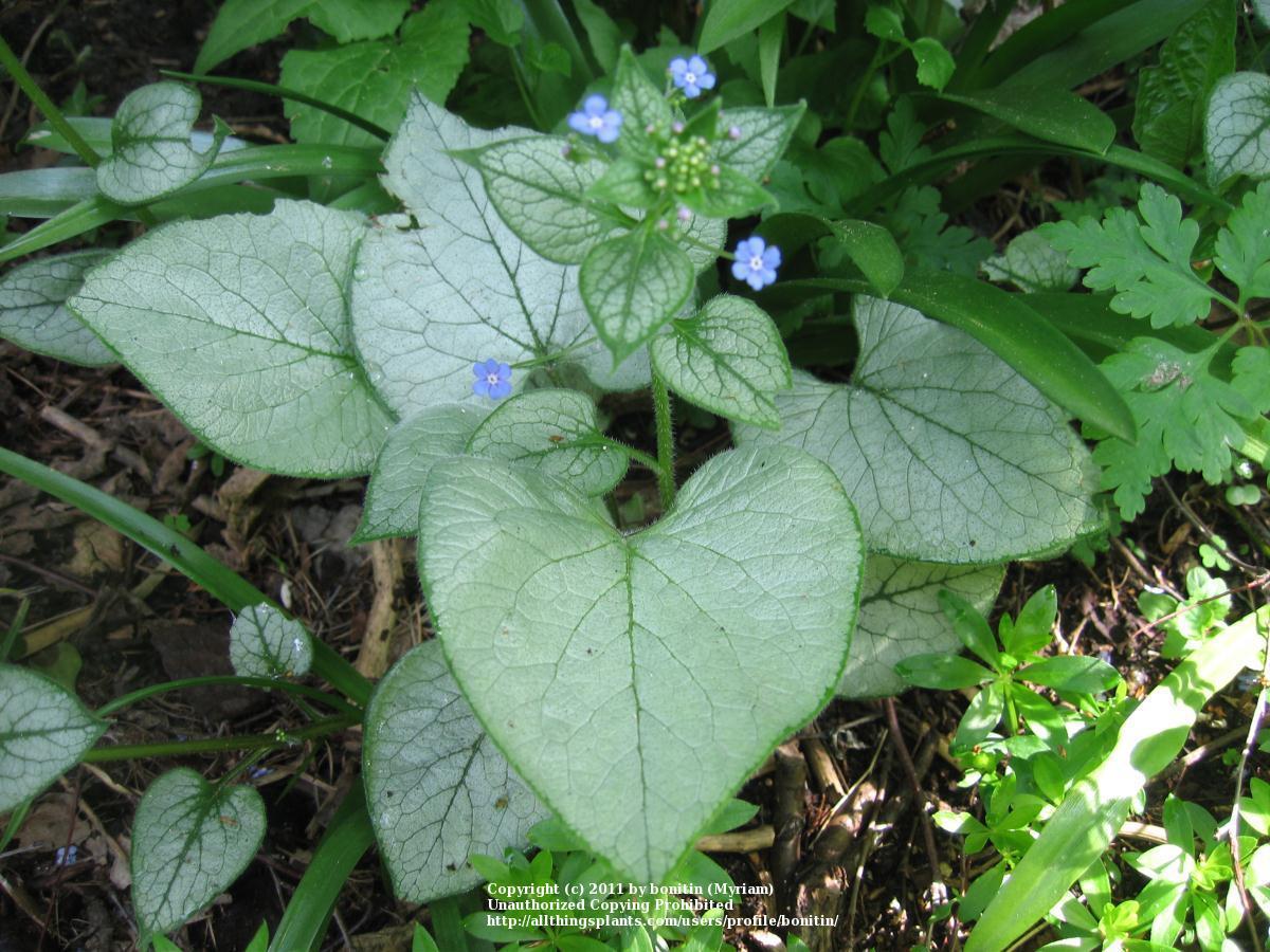 Photo of the entire plant of Variegated Siberian Bugloss (Brunnera ...