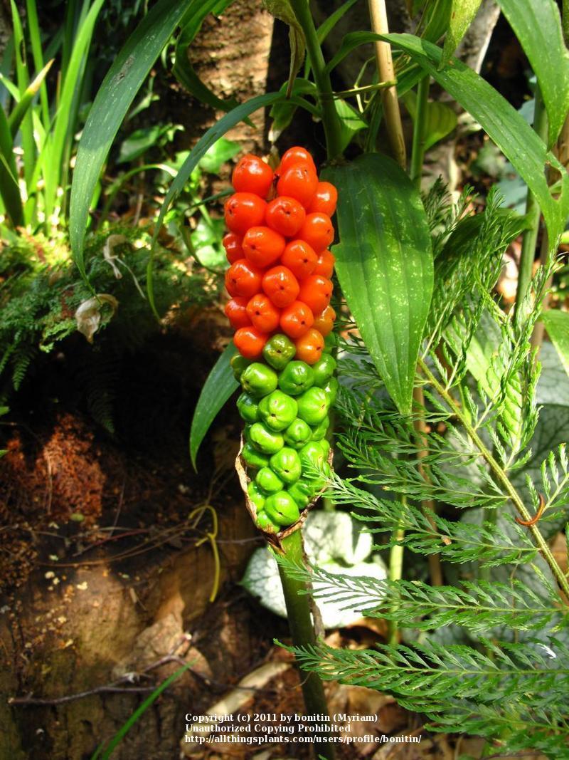 Photo of the fruit of Italian Arum (Arum italicum) posted by bonitin ...