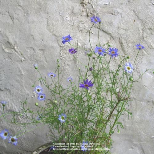 Swan River Daisy (Brachyscome iberidifolia 'Blue Splendor') - Garden.org