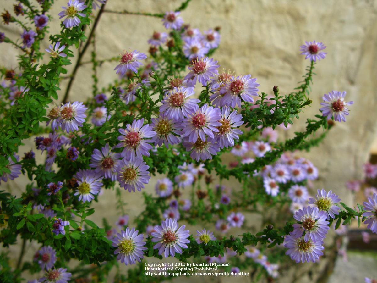 Photo of the bloom of Heath Aster (Symphyotrichum ericoides 'Blue Star ...