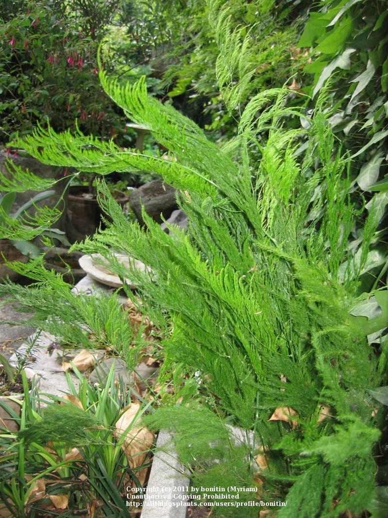 Photo of the entire plant of Asparagus Fern (Asparagus setaceus ...