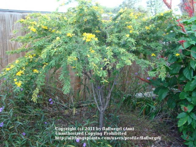 Photo of the entire plant of Desert Cassia (Senna polyphylla) posted by ...