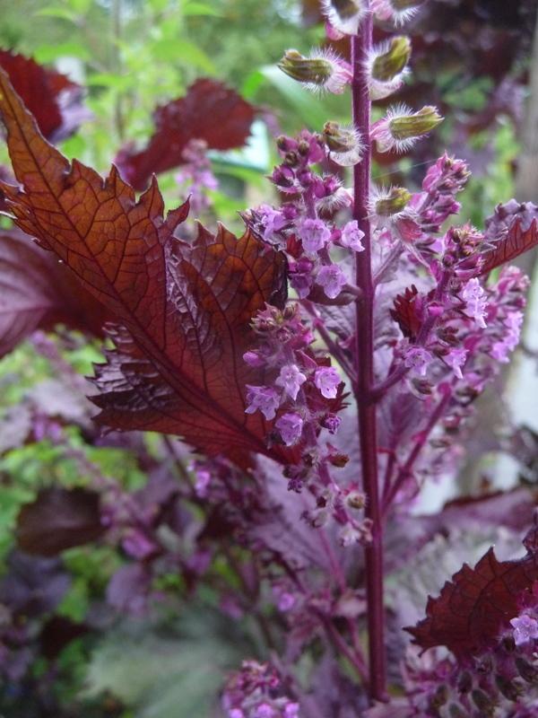 Photo of the bloom of Shiso (Perilla frutescens) posted by gardengus ...