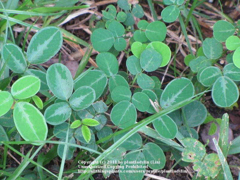 Sand Tick Trefoil (Desmodium lineatum) - Garden.org