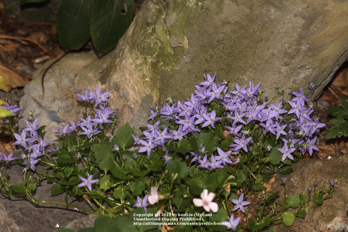 Photo of the entire plant of Adriatic Bellflower (Campanula garganica ...