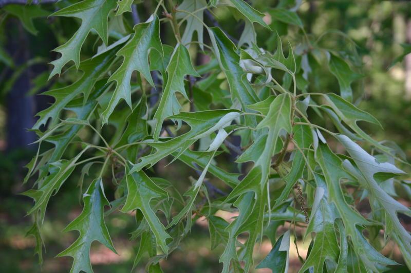 Photo of the leaves of Southern Red Oak (Quercus falcata) posted by ...