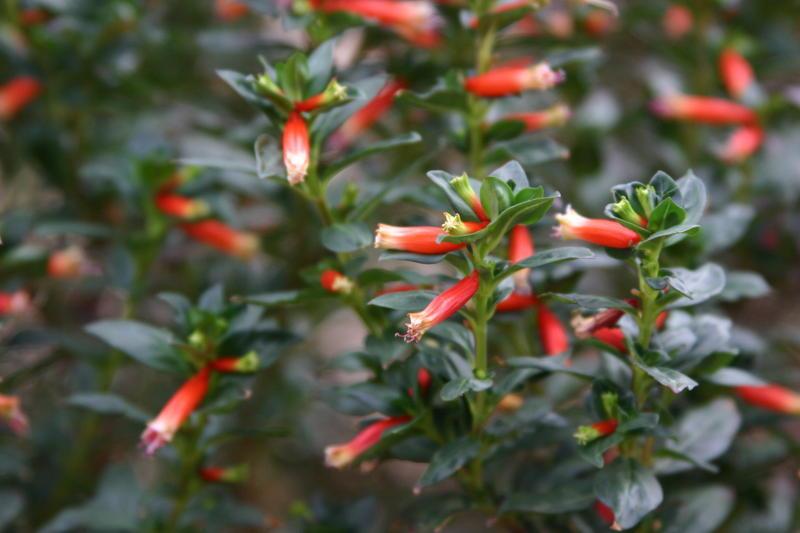 Firecracker Plant (Cuphea 'David Verity') - Garden.org