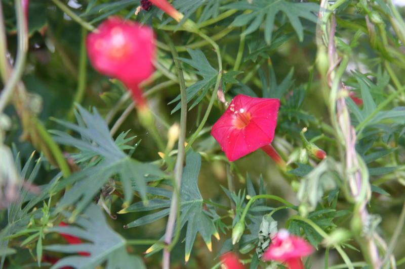 Photo of the bloom of Cardinal Climber (Ipomoea x multifida) posted by ...