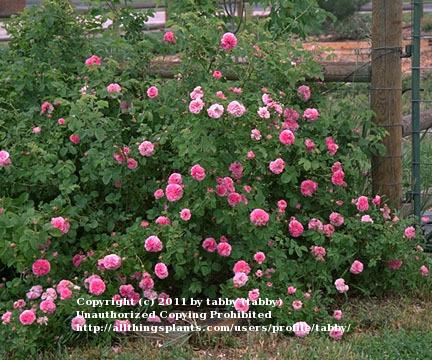 Rose (Rosa 'Desiree Parmentier') in the Roses Database - Garden.org