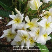 Photo of the bloom of Plumeria (Plumeria rubra 'Pupukea Crepe') posted ...