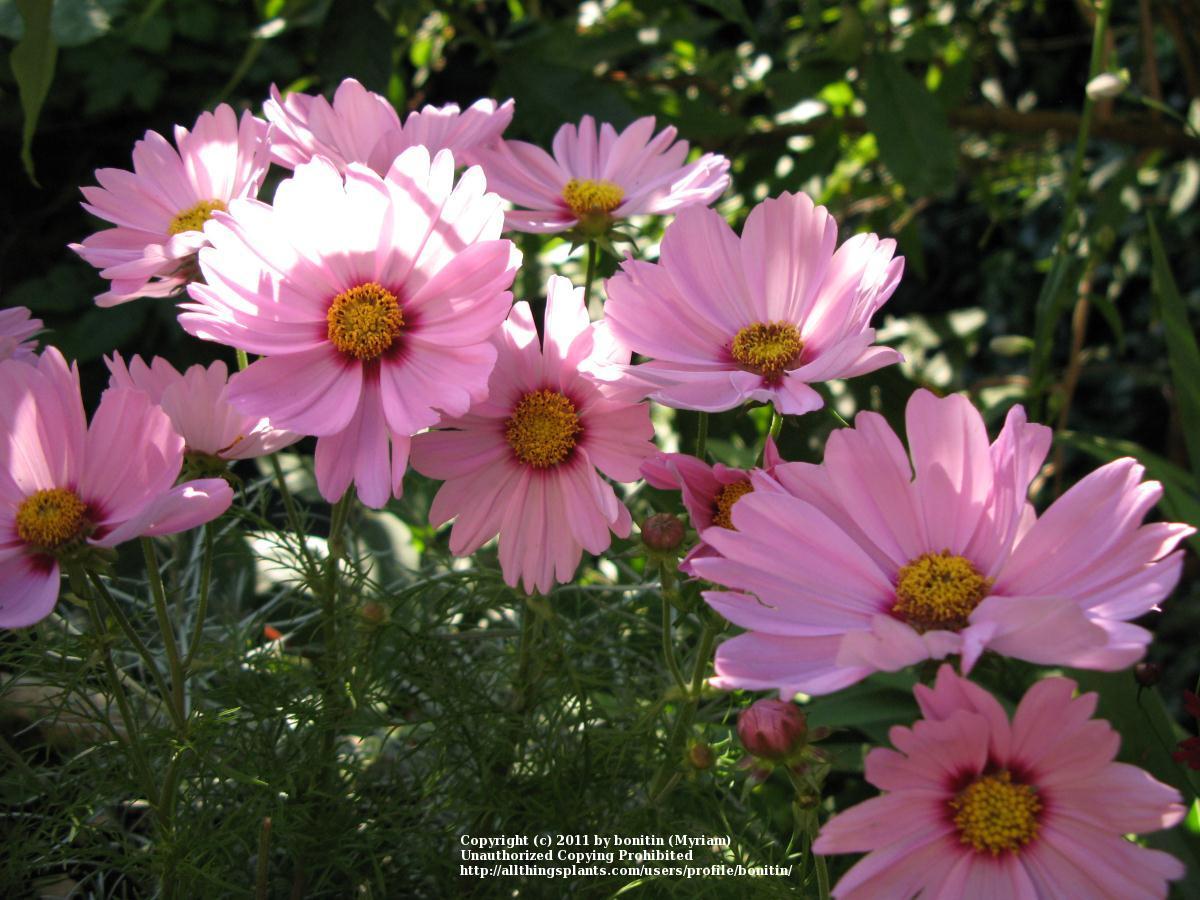 Photo of the entire plant of Cosmos (Cosmos bipinnatus Sensation Gloria ...