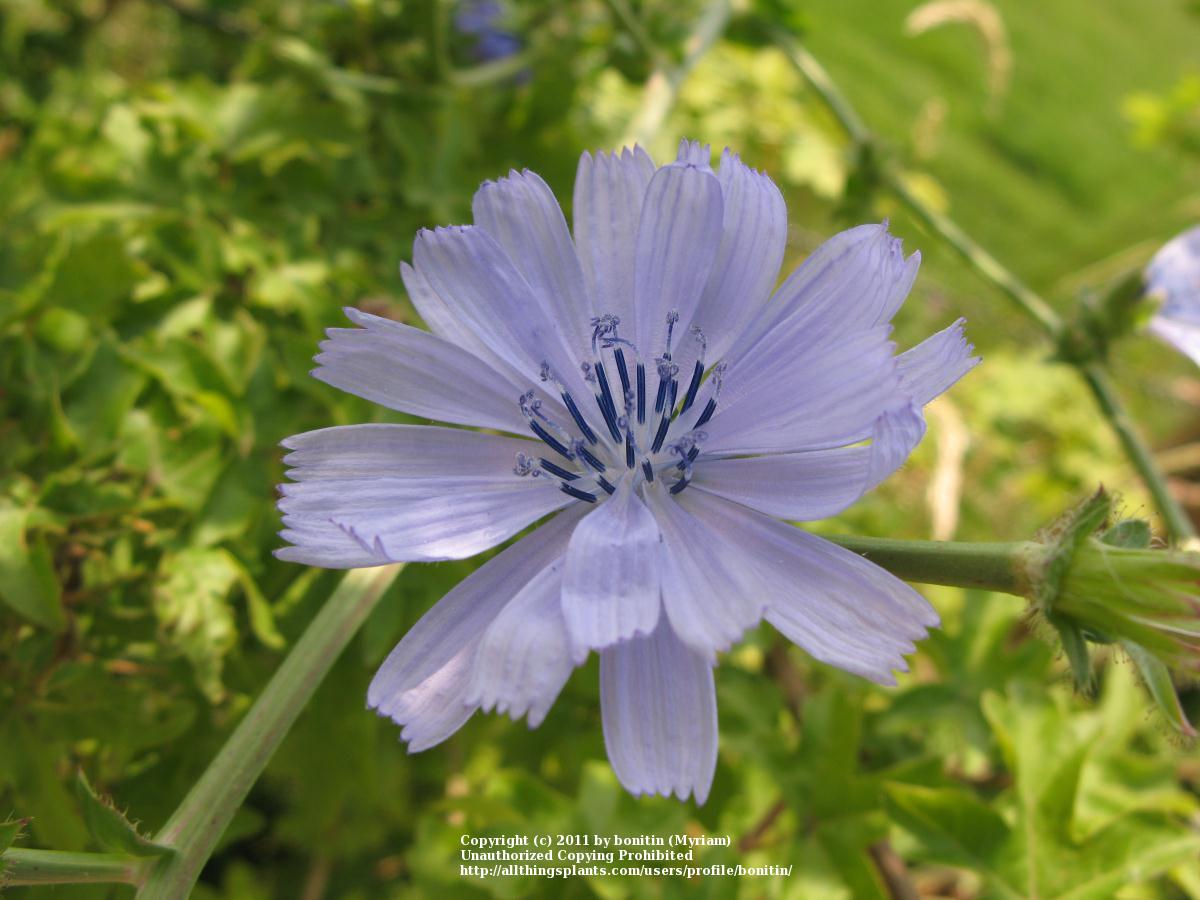Chicory (Cichorium intybus) - Garden.org