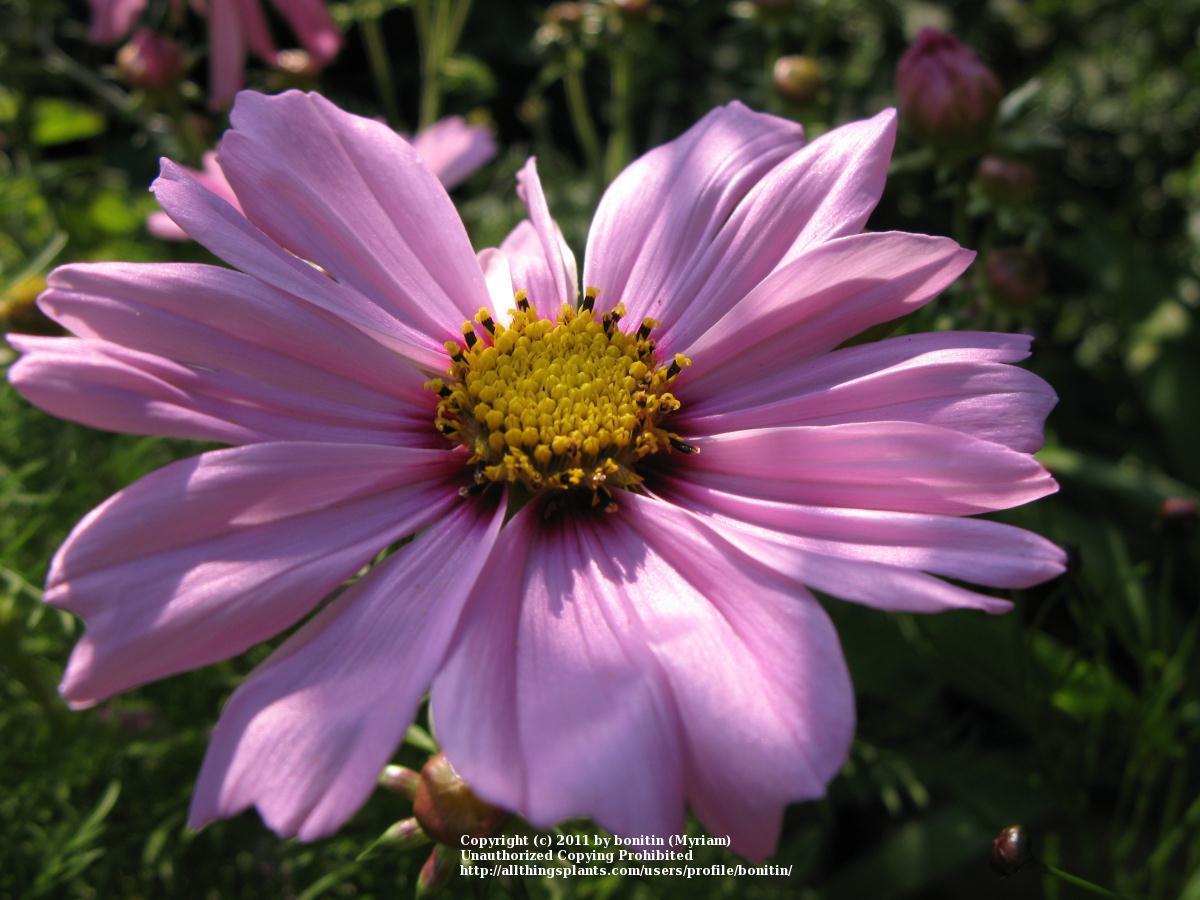 Photo of the bloom of Cosmos (Cosmos bipinnatus Sensation Gloria ...