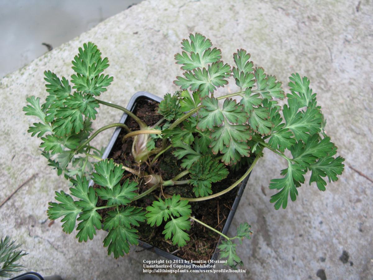Corydalis (Corydalis anthriscifolia) - Garden.org