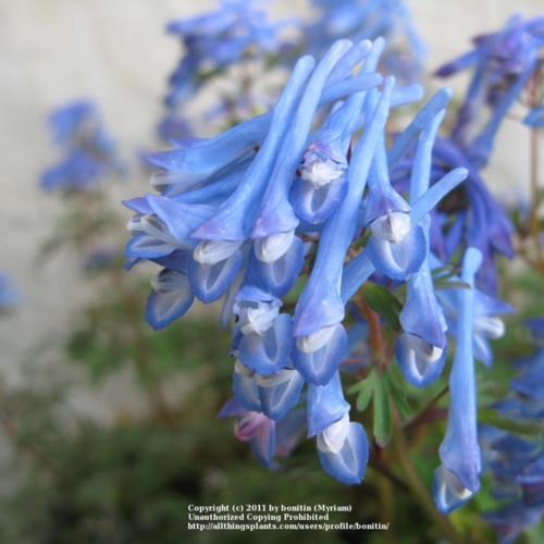 Blue Corydalis (Corydalis flexuosa 'China Blue') - Garden.org