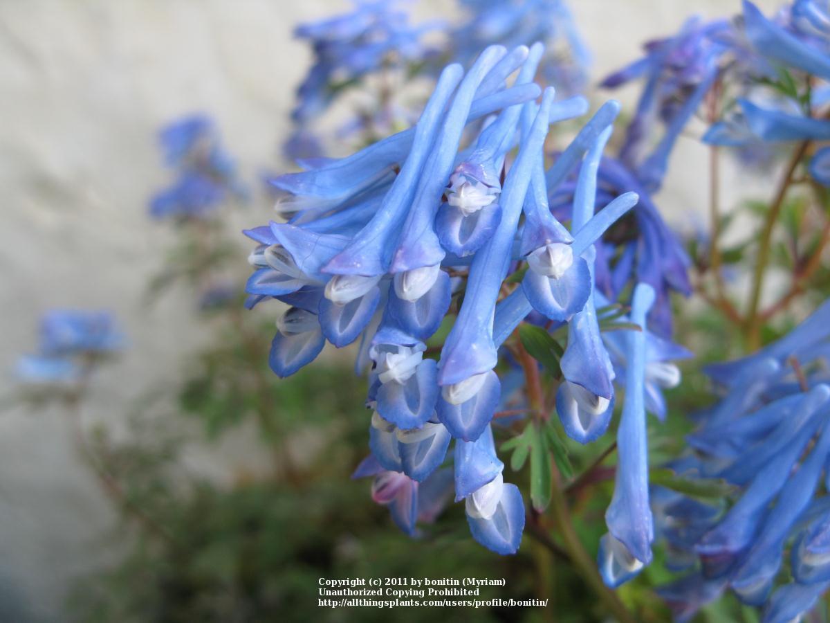 Blue Corydalis (Corydalis flexuosa 'China Blue') - Garden.org