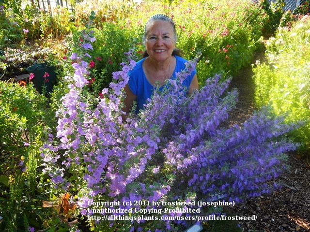 Photo of the entire plant of Texas Ranger (Leucophyllum frutescens ...