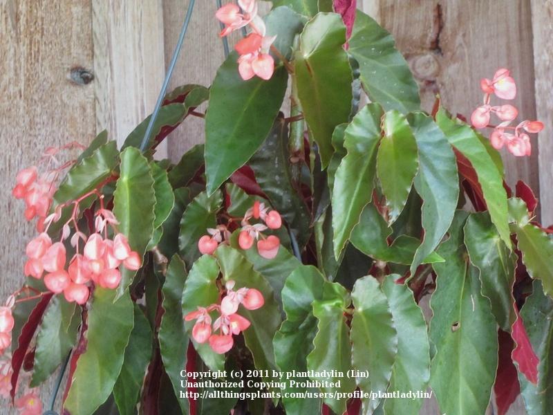 Photo of the entire plant of Begonia 'Torch' posted by plantladylin ...