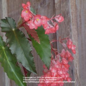 Begonia 'Torch' in the Begonias Database - Garden.org