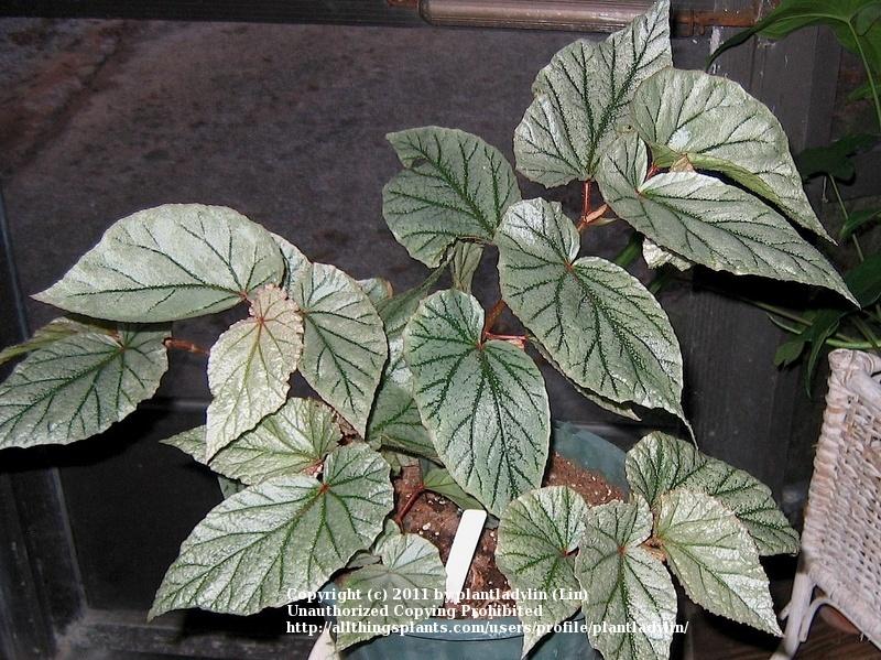 Photo of the entire plant of Begonia 'Frosty' posted by plantladylin ...