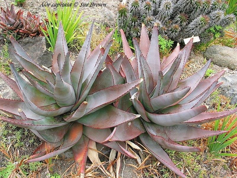 Aloe (Aloe capitata) in the Aloes Database - Garden.org