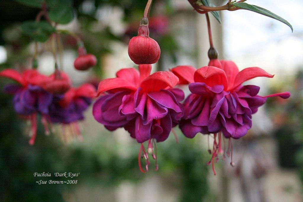 Photo of the fruit of Fuchsia 'Dark Eyes' posted by Calif_Sue - Garden.org