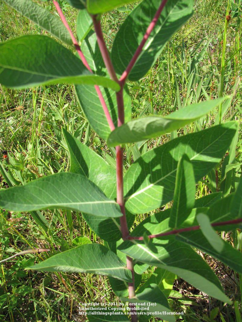 Photo of the stem, scape, stalk or bark of Hemp Dogbane (Apocynum ...