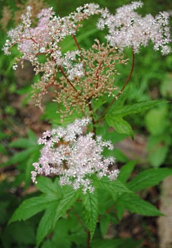 Japanese Meadowsweet (Filipendula x purpurea 'Elegans') - Garden.org