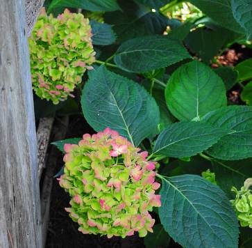 Photo of the bloom of Hydrangea (Hydrangea macrophylla Endless Summer ...