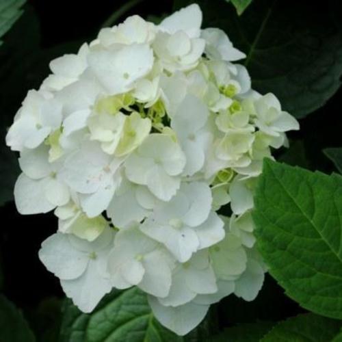 Hydrangea (Hydrangea macrophylla Endless Summer® Blushing Bride) in the ...