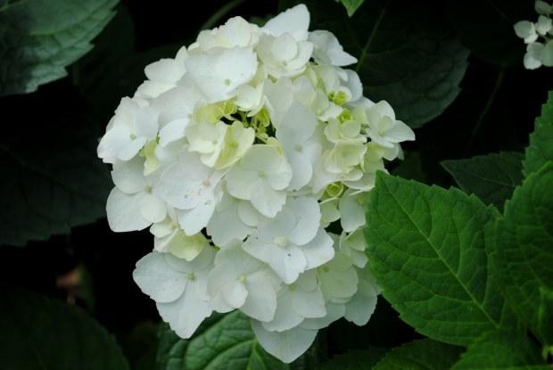 Photo of the bloom of Hydrangea (Hydrangea macrophylla Endless Summer ...