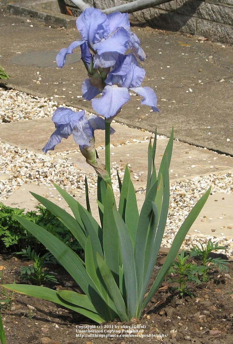 Photo of the entire plant of Tall Bearded Iris (Iris 'Babbling Brook') posted by okus - Garden.org