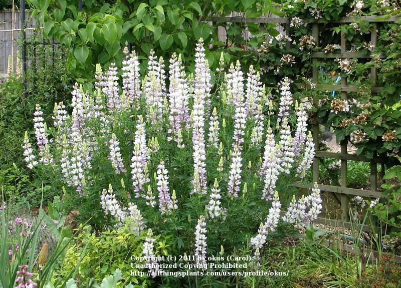 Photo of the entire plant of Tree Lupin (Lupinus arboreus) posted by ...