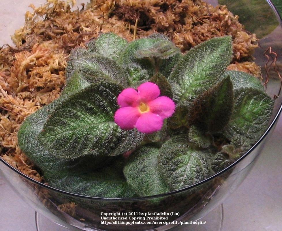 Photo of the bloom of Episcia (Episcia cupreata 'Pink Panther') posted ...