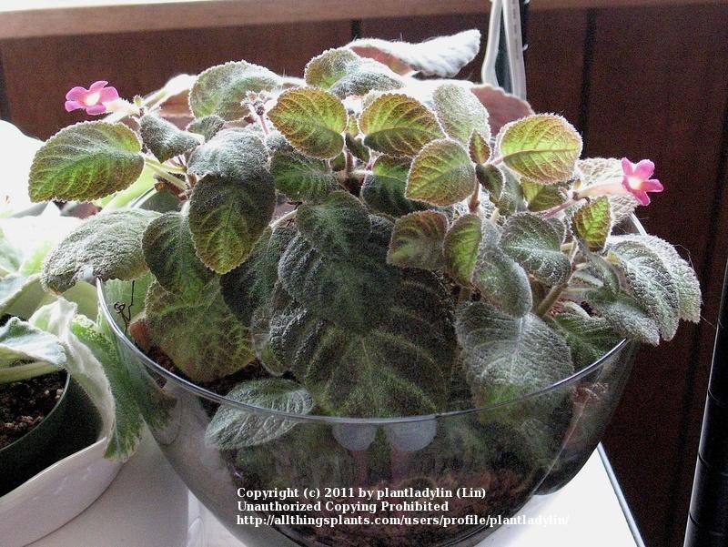 Photo of the entire plant of Episcia (Episcia cupreata 'Pink Panther ...