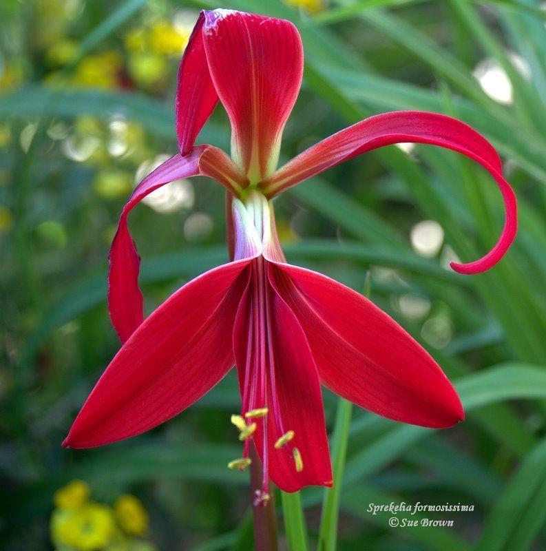 Photo of the bloom of Aztec Lily (Sprekelia formosissima) posted by ...
