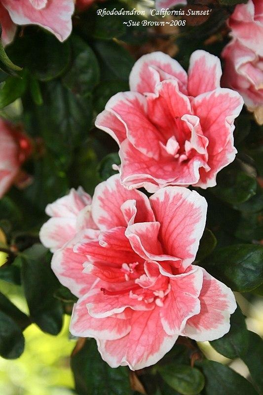 Photo of the bloom of Belgian Indica Azalea (Rhododendron 'California ...