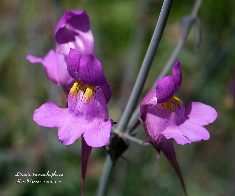 Three Bird Toadflax (Linaria triornithophora) - Garden.org