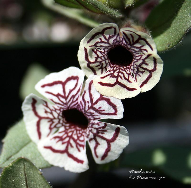 Calico Monkey Flower (Diplacus pictus) - Garden.org