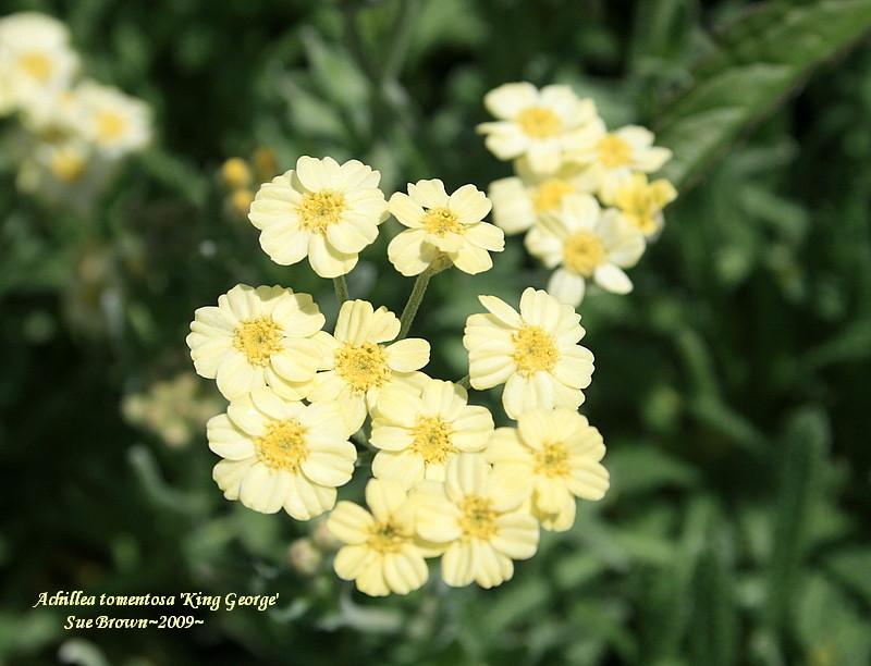 Woolly Yarrow (Achillea tomentosa 'King George') in the Yarrows ...
