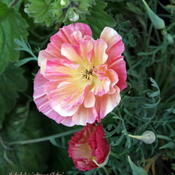 Photo of the entire plant of California Poppy (Eschscholzia californica ...