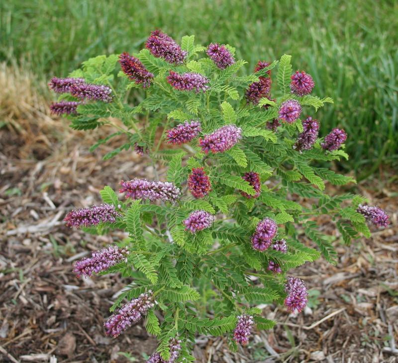 Dwarf Indigobush (Amorpha nana) - Garden.org