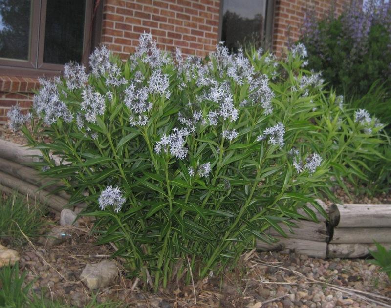 Photo of the entire plant of Shining Blue Star (Amsonia tabernaemontana ...