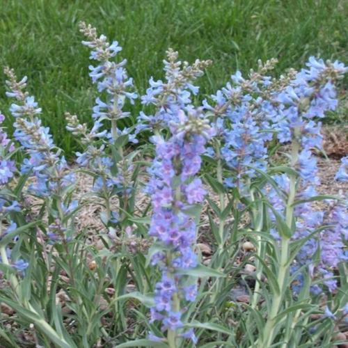Sky Blue Penstemon (Penstemon angustifolius) in the Penstemons Database ...