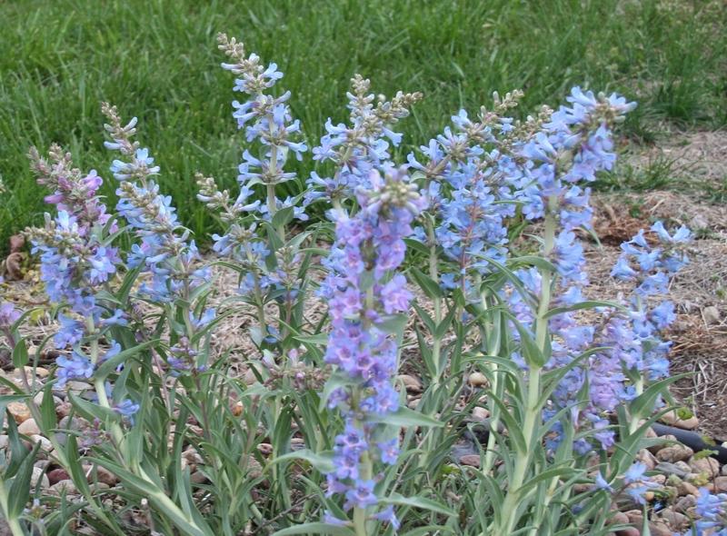 Photo of the entire plant of Sky Blue Penstemon (Penstemon ...