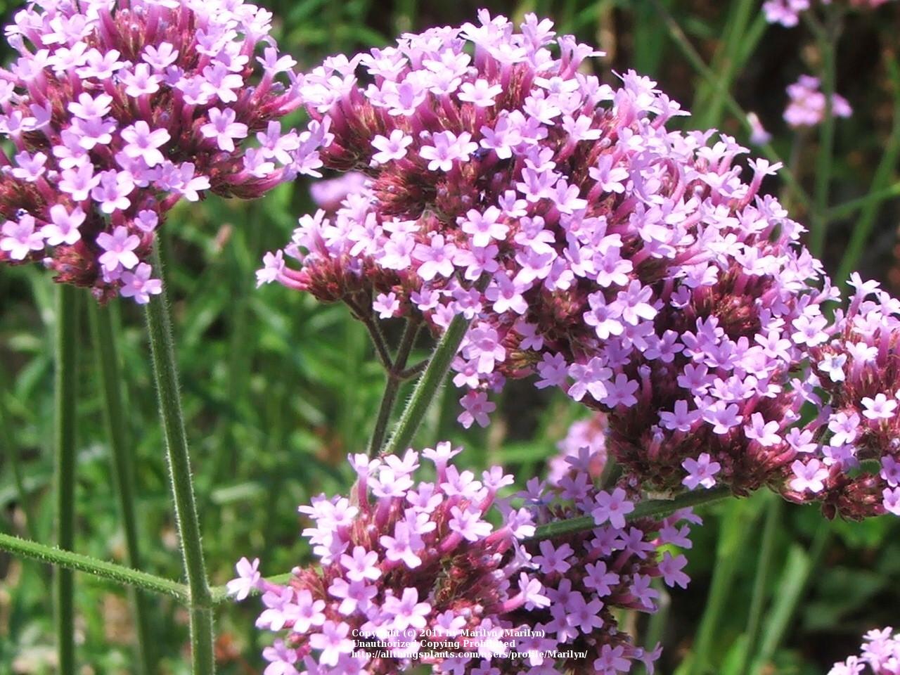 Photo of the bloom of Tall Verbena (Verbena bonariensis) posted by ...