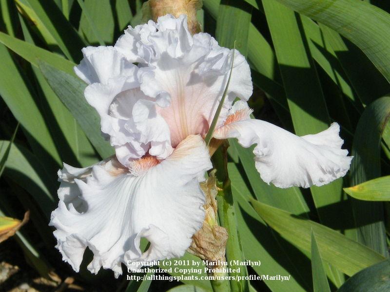 Photo of the bloom of Tall Bearded Iris (Iris 'Rite of Passage') posted ...