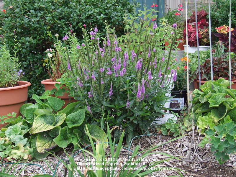 Photo of the entire plant of Spiked Speedwell (Veronica 'Purpleicious ...
