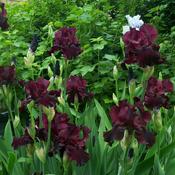 Photo of the bloom of Tall Bearded Iris (Iris 'Rio Rojo') posted by ...